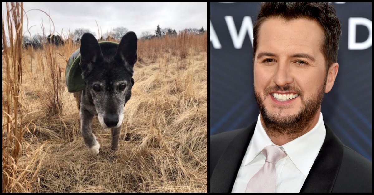 Luke Bryan Adopts 18-Year-Old Dog After Seeing His Story Online ...