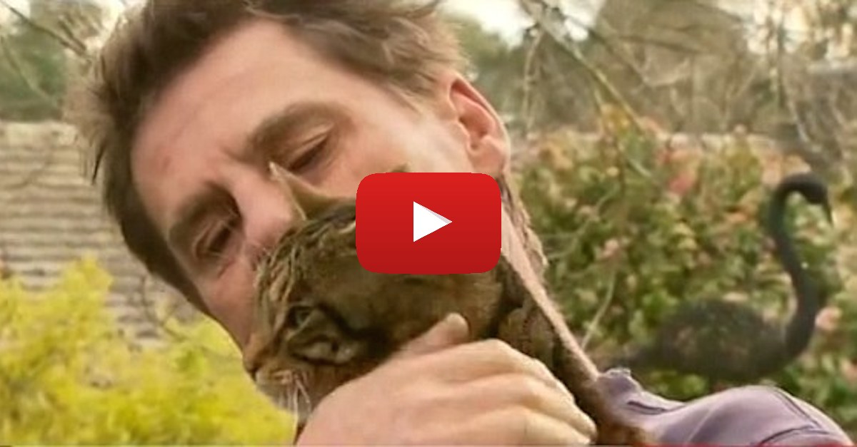Rescue Cat Saves Her Owner From A Blazing House Fire! She's A HERO ...