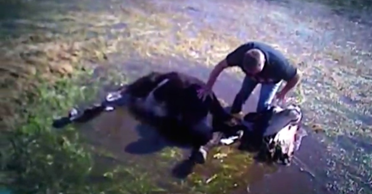 Deputies Pull A 1,200-Pound Cow Out Of A Pond. Then They See Her ...
