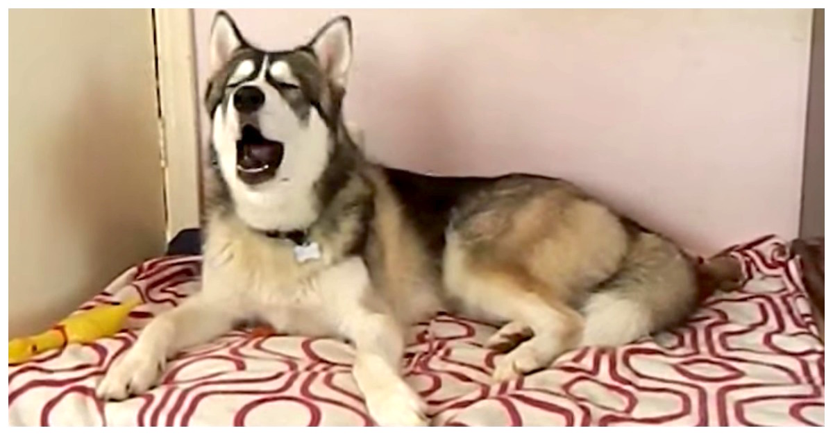 Husky Hears Classic Song, Then Starts Singing Along | LittleThings.com