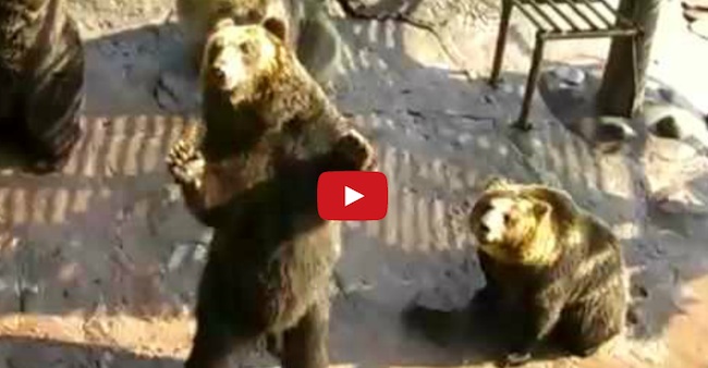 Unreal! You Have To See How They Beg For Food. I'd Swear These Bears ...