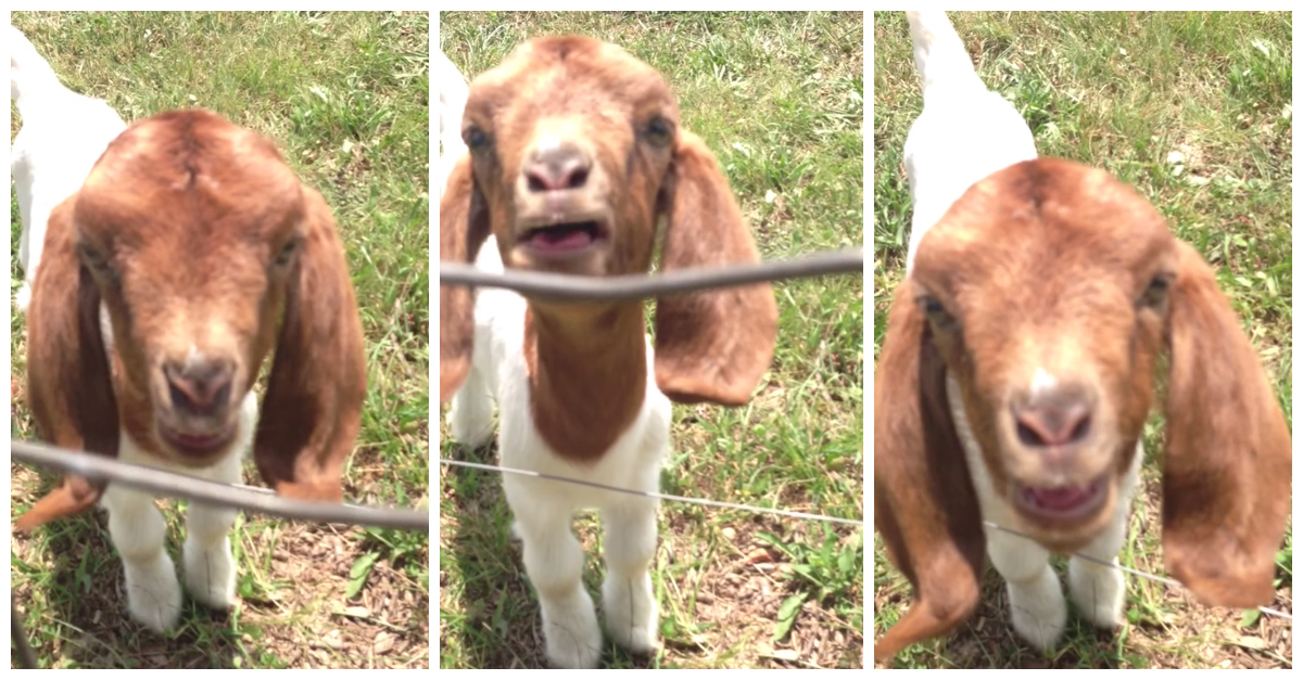 He Asks His Goat A Question. The Response? Hilarious! | LittleThings.com