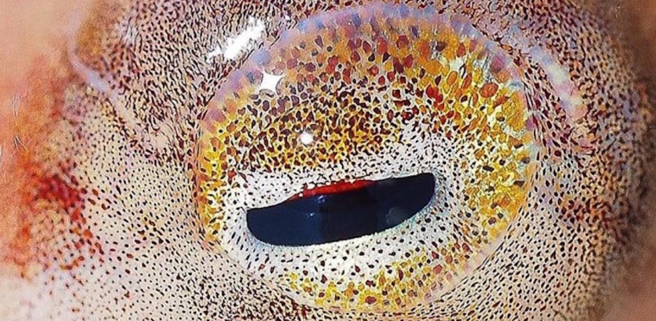 11 Animals With Absolutely Stunning Eyes | LittleThings.com