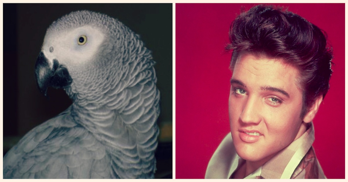 Singing Parrot Pays Adorable Tribute To Elvis. So Cute! | LittleThings.com