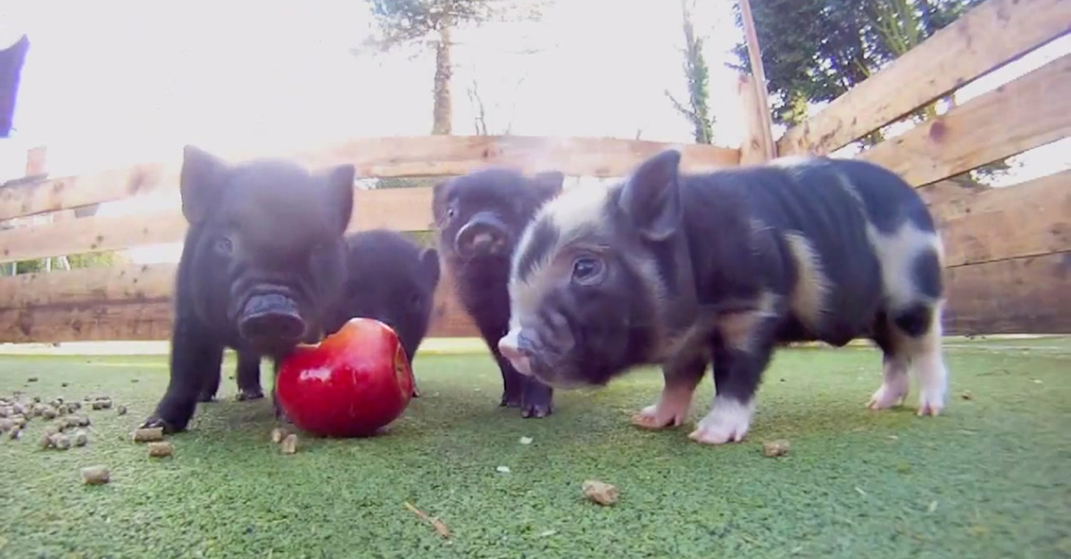 She Hands Her Baby Micro Pigs An Apple. The Result? Adorable ...