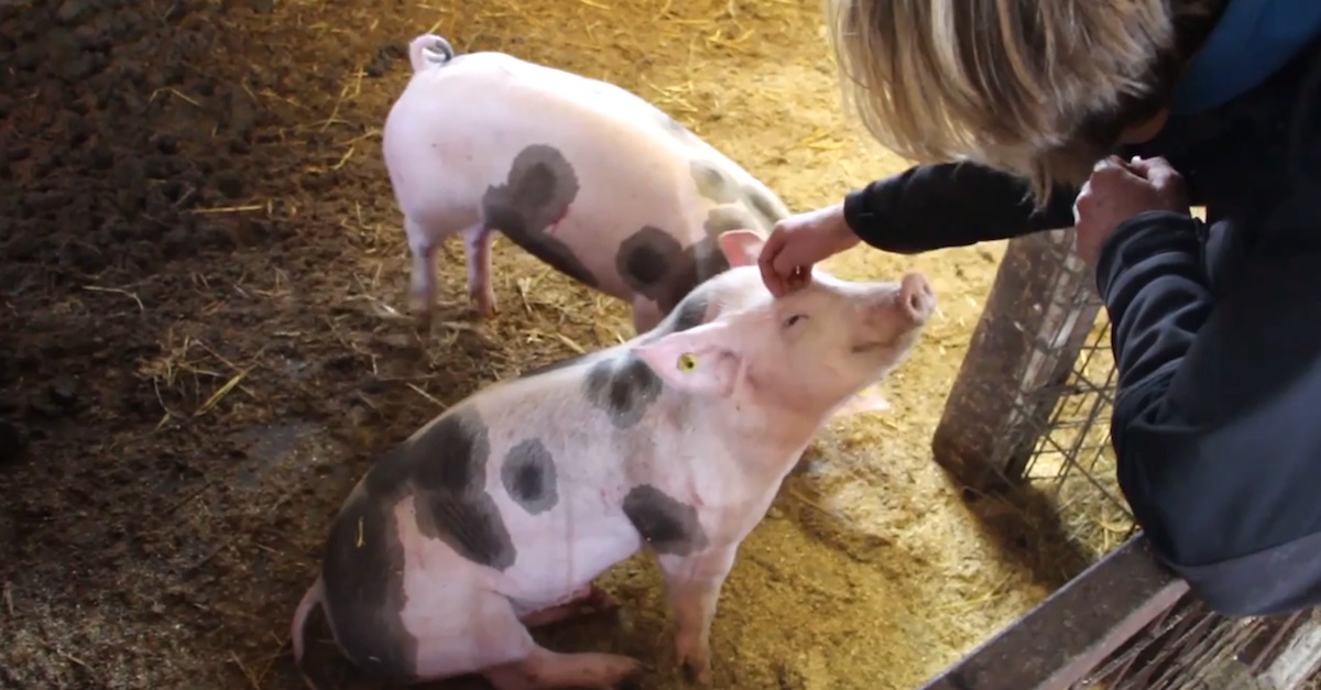 Funny Pig Enjoys Head Scratch So Much, He Faints From Excitement ...