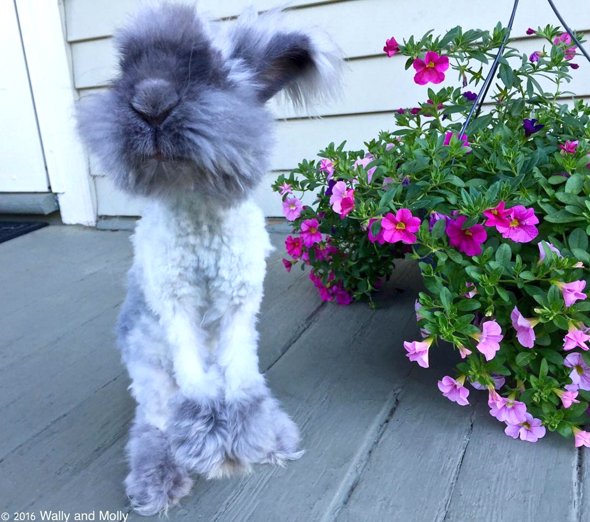 No One Wanted This Strange Bunny. Then Who Walks In The Door? BEAUTIFUL ...