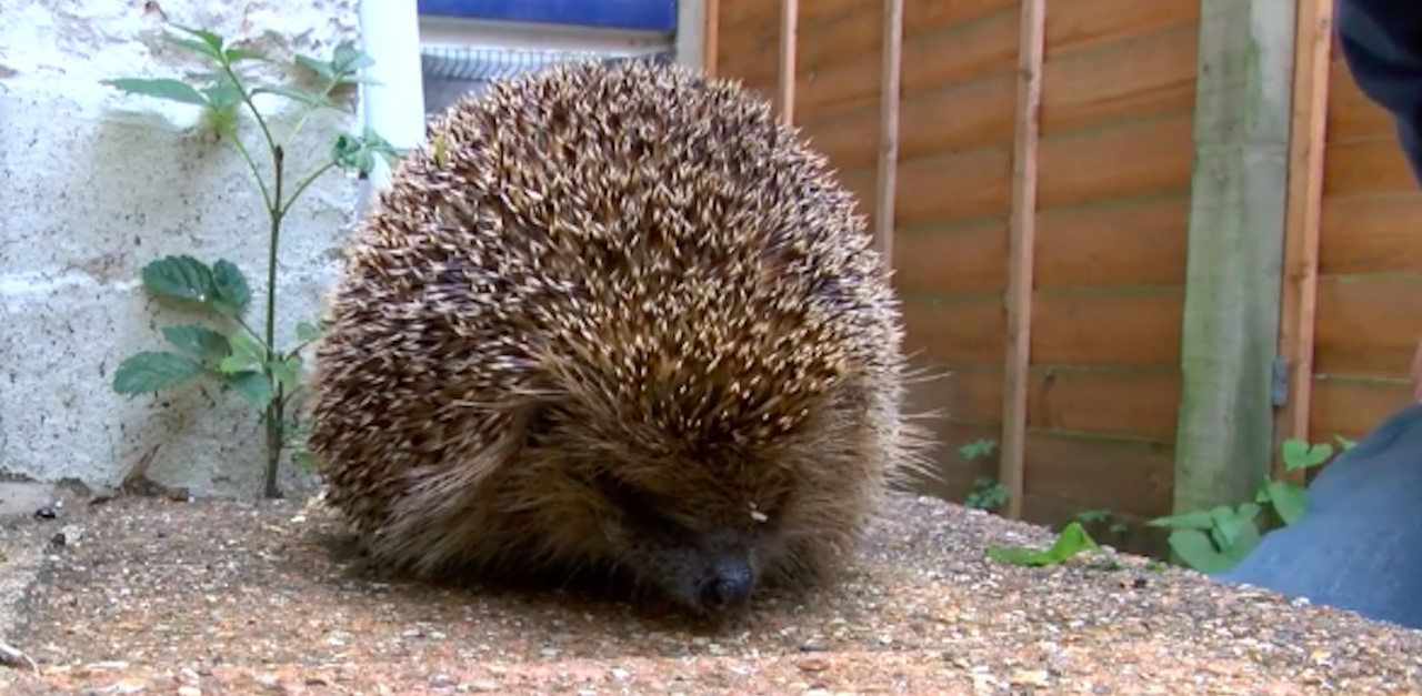 Giant Hedgehog Rescued After Slipping Inside Storm Drain Using Tweezers ...