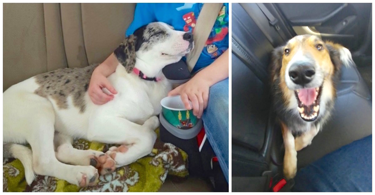 14 Happy Animals Adopted Into Forever Homes | LittleThings.com