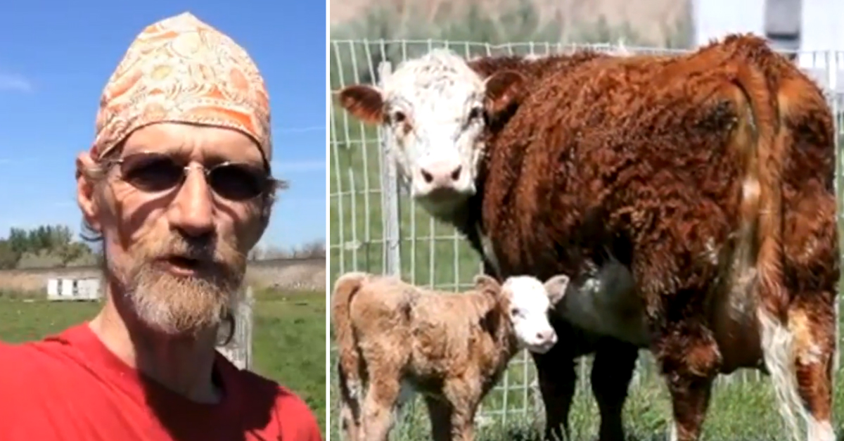 Cow Gives Birth To Rare Triplets | LittleThings.com