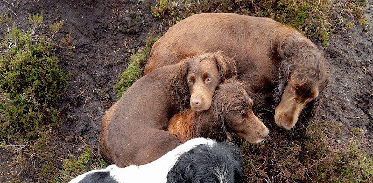 Cocker Spaniel Stuck In A Muddy Pipe Is Saved By A Fearlessly Heroic ...