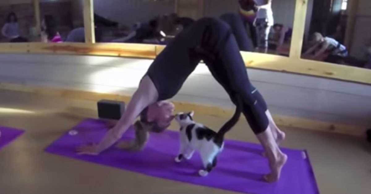 A Cat Joins This Woman's Yoga Session, But The Reason Why Will Surprise ...