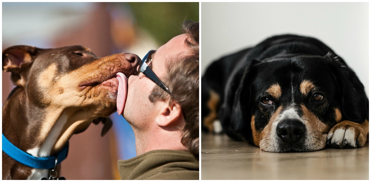 Dogs Can Tell When Someone Is A Bad Person | LittleThings.com