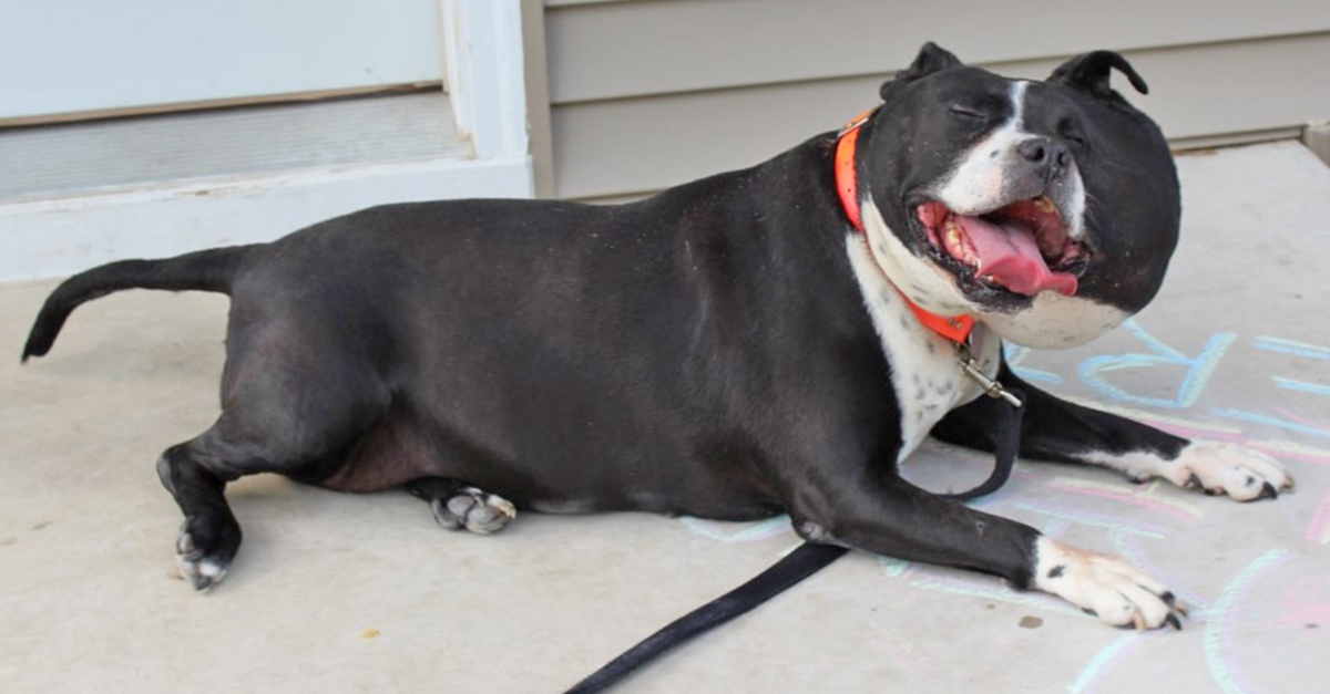 Rescuers Choose Operation For Pit Bull With 8-Pound Tumor Instead Of ...