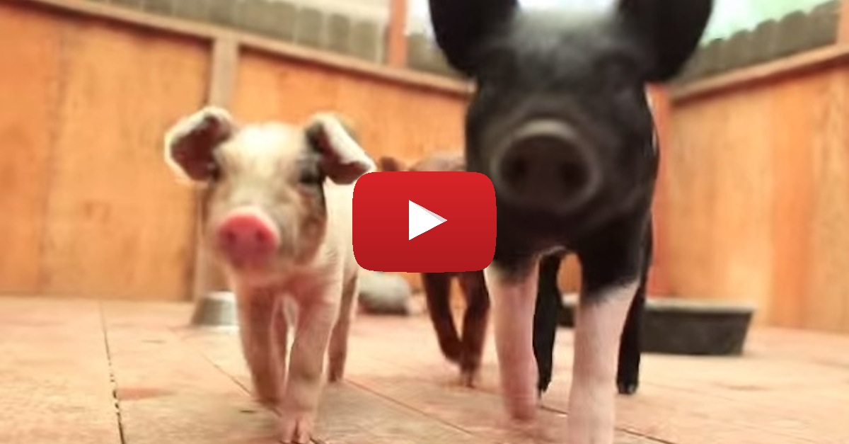 These Tiny Piglets Were Rescued From Slaughter! They're SO Happy To Be ...