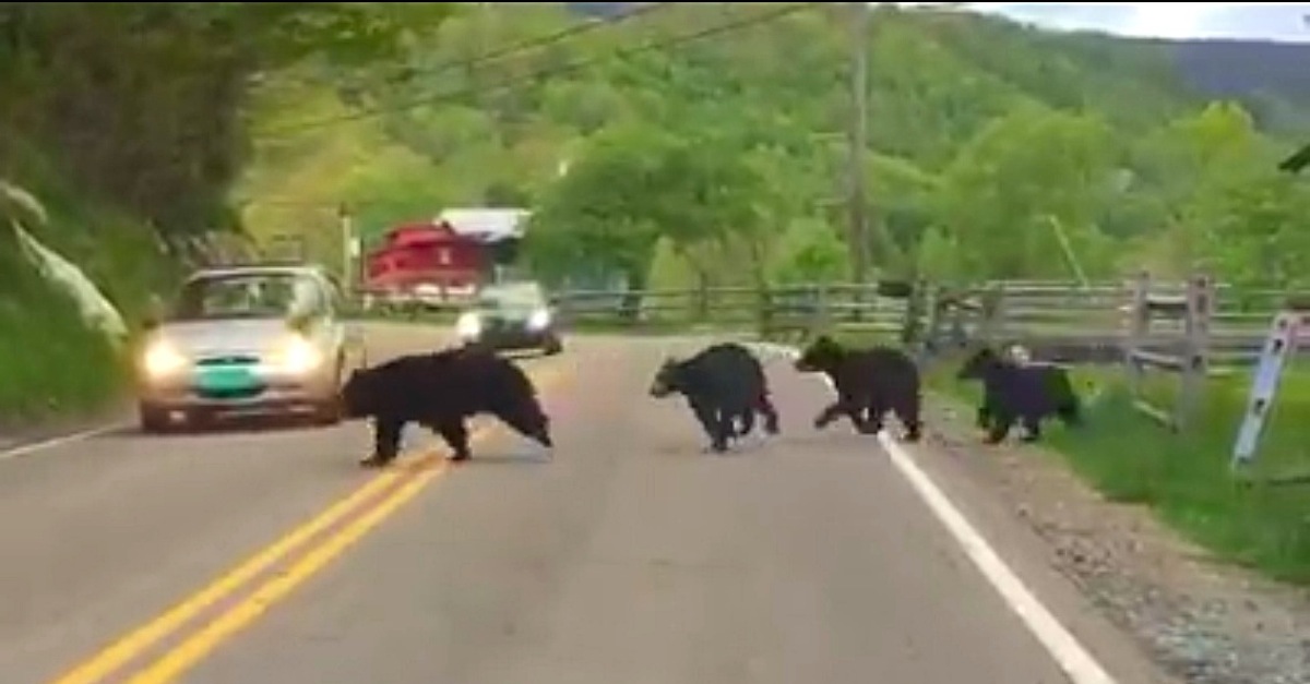 Black Bear Runs Across The Road. Now Watch When The Camera Pans Right ...