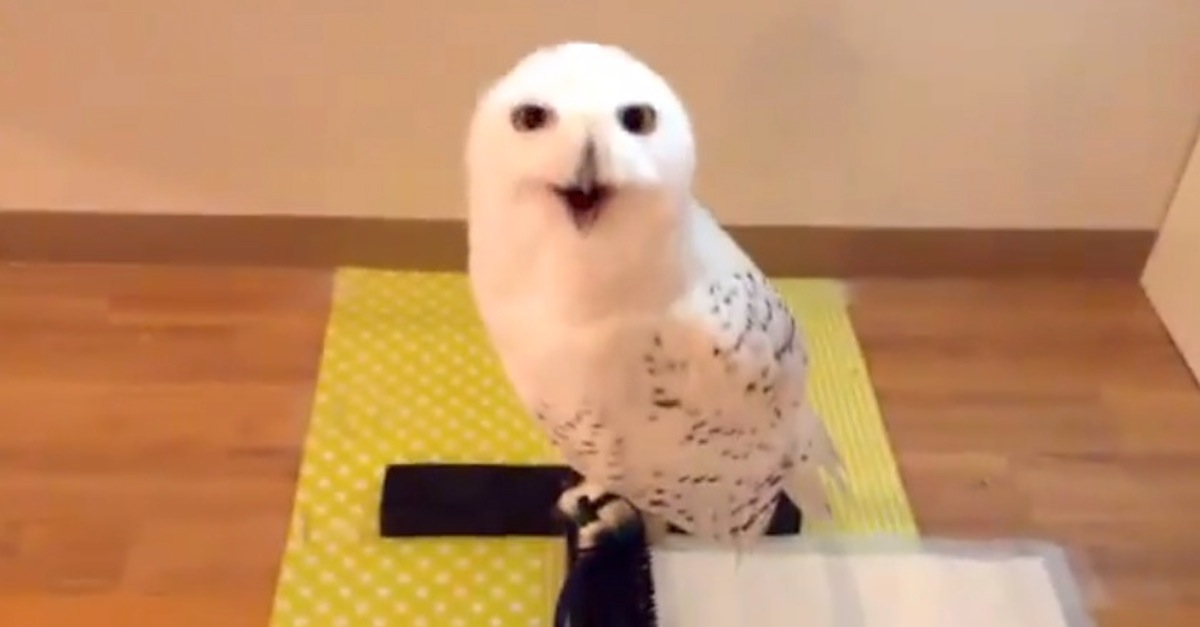 This Adorable Owl Makes The FUNNIEST Faces. What A Hoot! | LittleThings.com