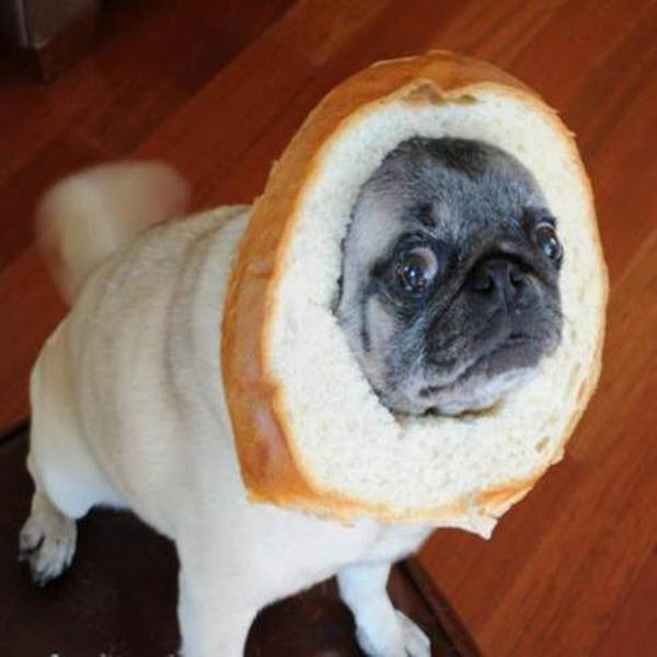 This Is Hilarious! You Have To See These 12 In-Bred Dogs. Last One Is ...
