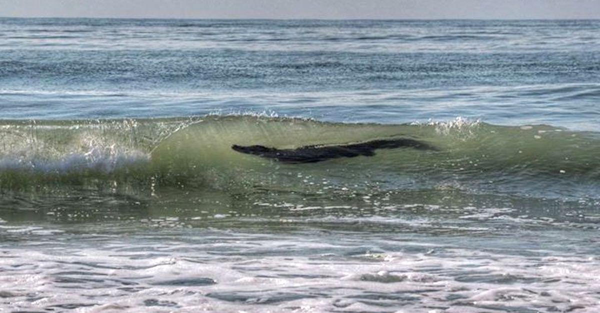 They Spotted An Alligator Surfing. Now Watch When He Comes Closer To ...