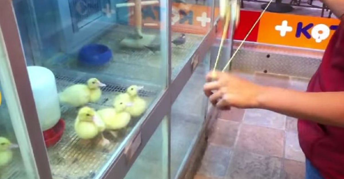You Have To See These Ducks' Reactions To A Yo-Yo!! Absolutely ...