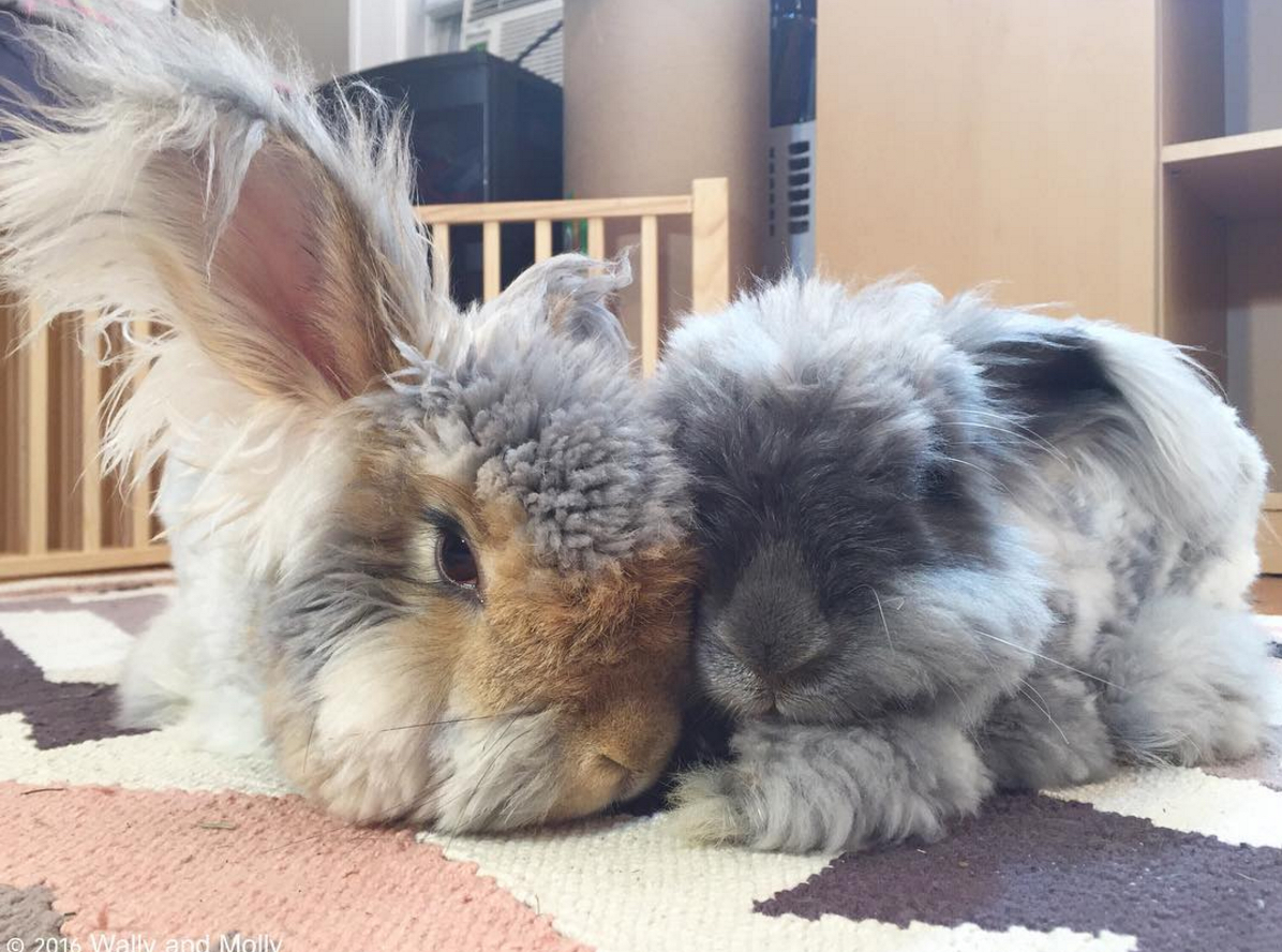 No One Wanted This Strange Bunny. Then Who Walks In The Door? BEAUTIFUL ...