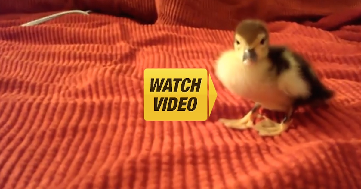 She Rescued A Baby Duck In Her Backyard, What Happened Next Is Just ...