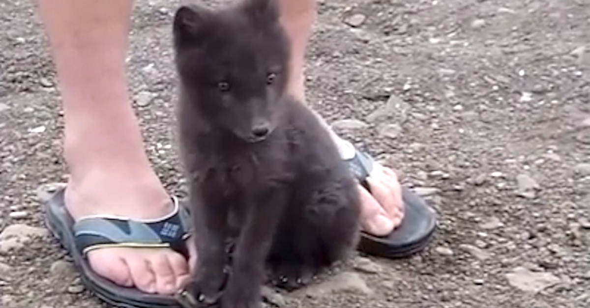 This Baby Fox Walks Right Up To Him And BITES...But It's Adorable ...