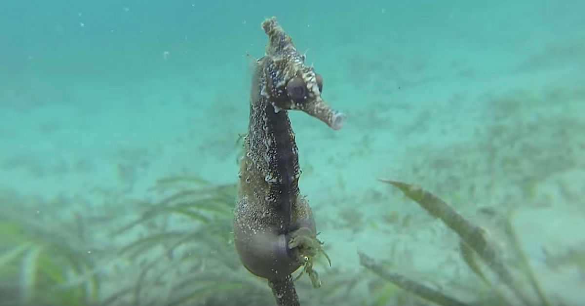 They Film A Pregnant Male Seahorse, Now Keep Your Eye On His Belly ...