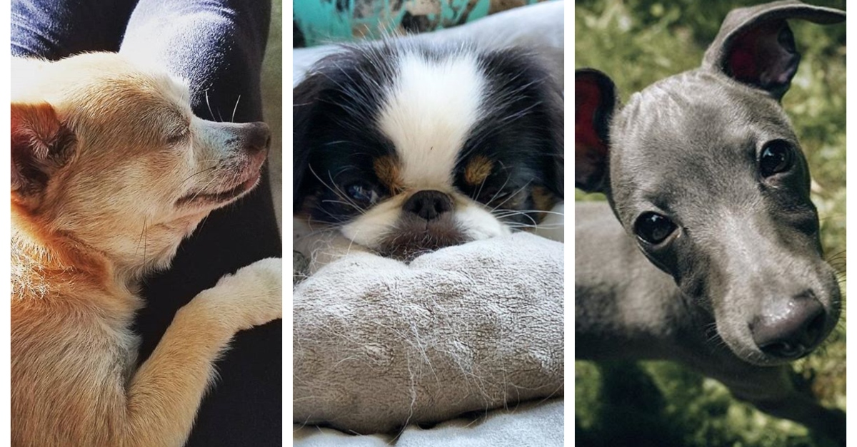 The Best Small Breeds Of Dogs Ranked By How Adorable They Are ...