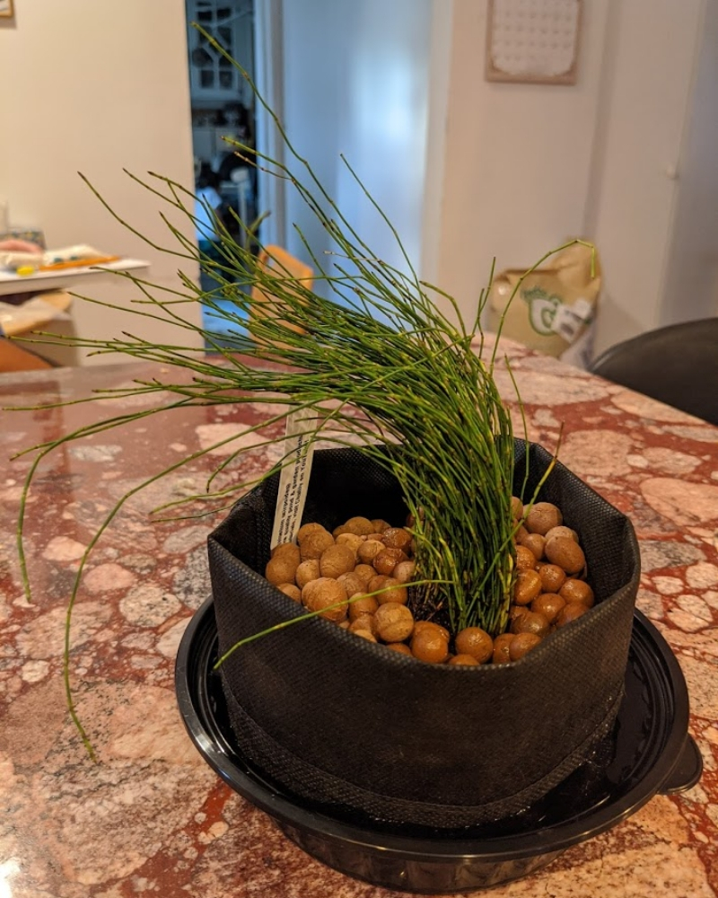 I Made My Own Mini Pond To Add A Natural Ecosystem To My Yard ...