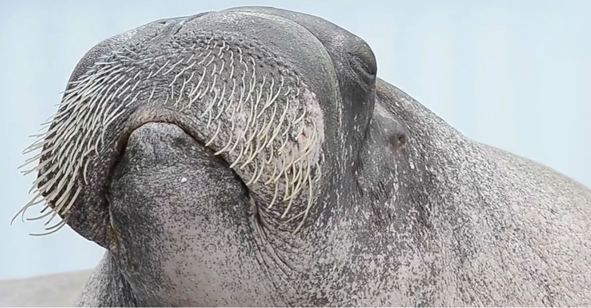 Enormous Walrus Closes His Eyes, Now Listen When He Opens His Mouth ...