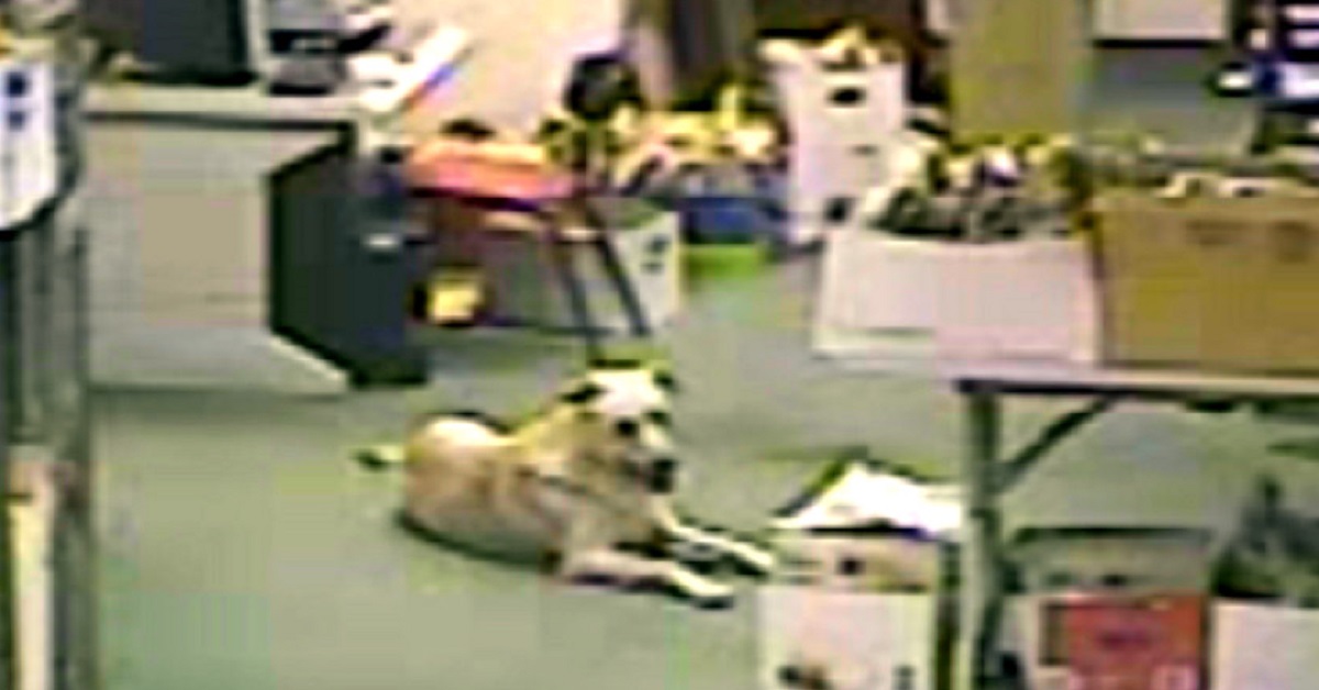 At :06, This Dog Does Something CRAZY. When You See Why, You'll Be ...