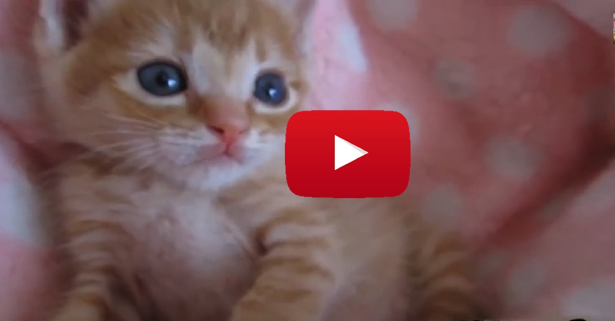 The Cutest Kitten In The World Will Melt Your Heart! Aww ...