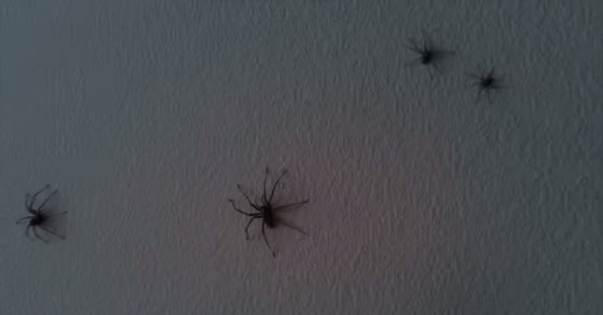 This House Was Infested With HOW Many Spiders? The Video Evidence Will ...