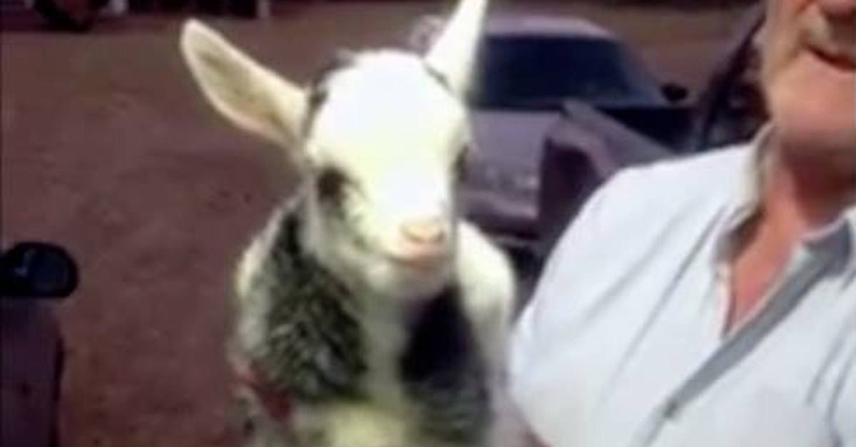 They Bring A Day-Old Goat To His Door. Then He Looks Straight Into Her ...