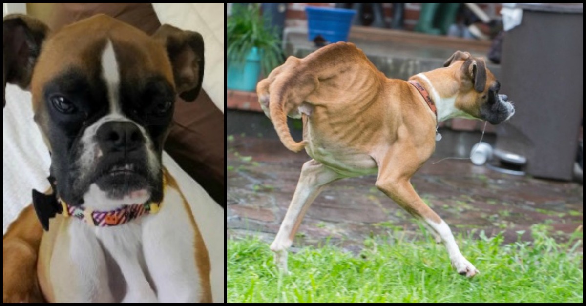 Sweet Boxer Is Born With Just 2 Normal Legs, But He Has No Idea He's ...