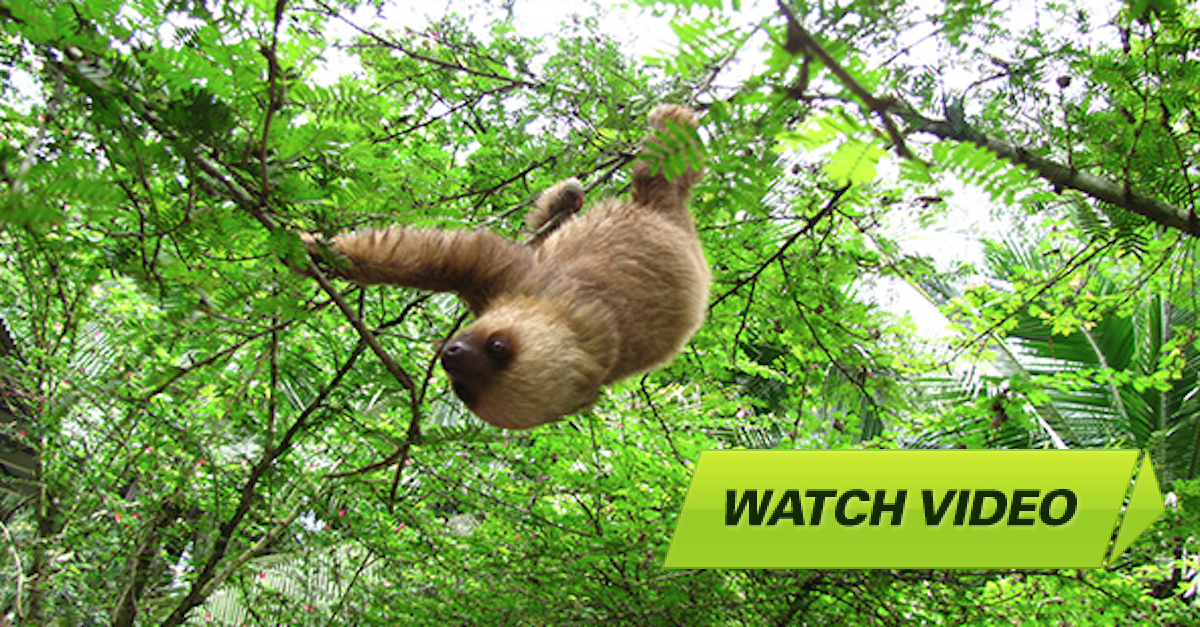 [Caught On Camera] Baby Sloth Rescued After Falling From A Tree ...