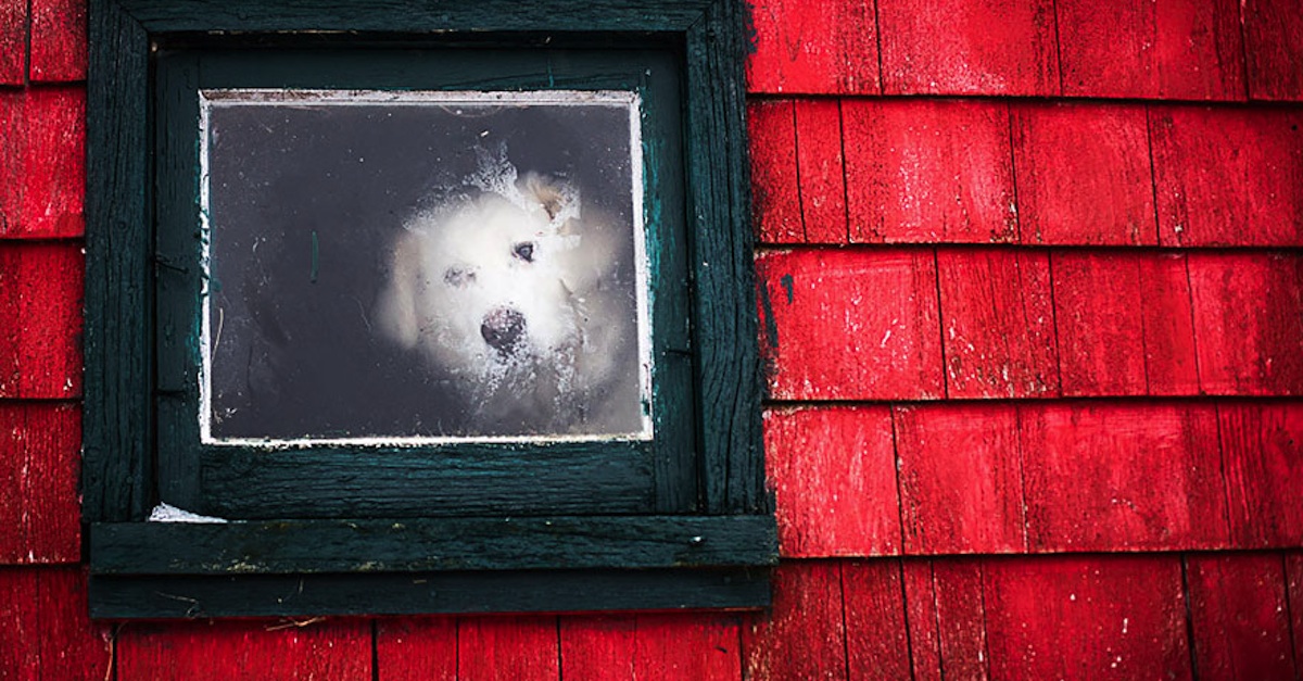 21 Breathtaking Photos Of Animals Looking Through Windows. These Are ...