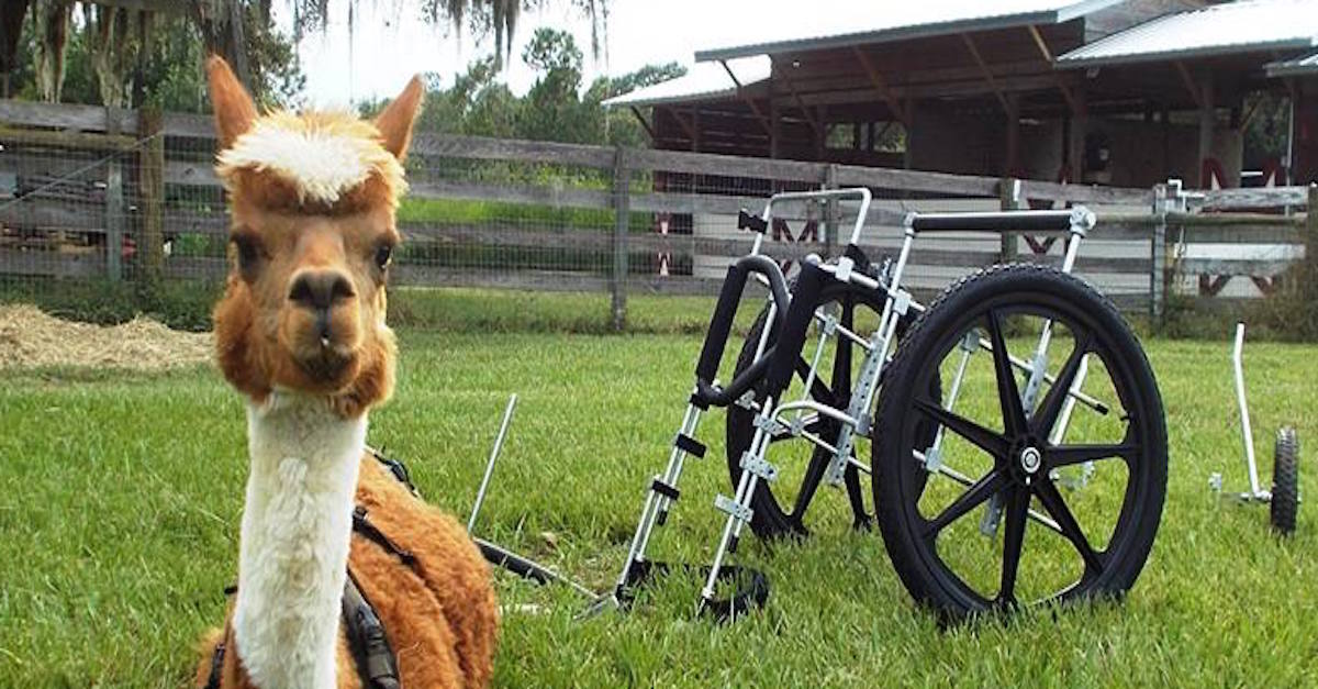 An Alpaca Sits In Front Of A Wheelchair. But When She Starts To Climb ...