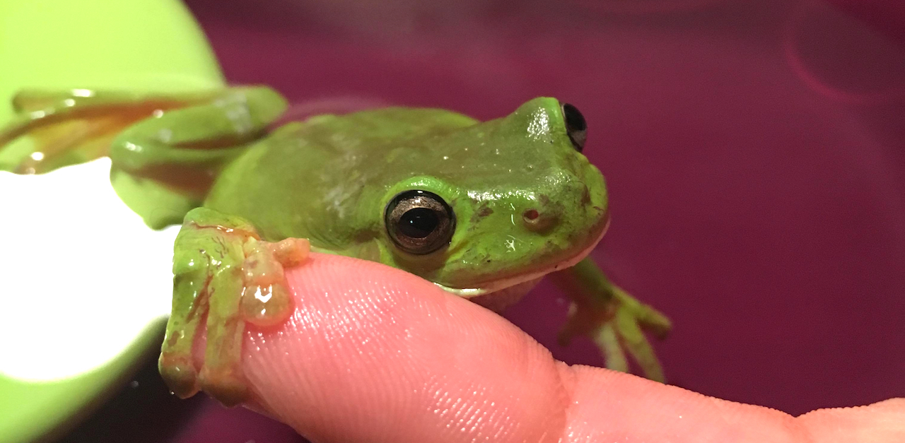 He Wrestles A Frog Away From His Pup. But When He Puts Her In Water ...