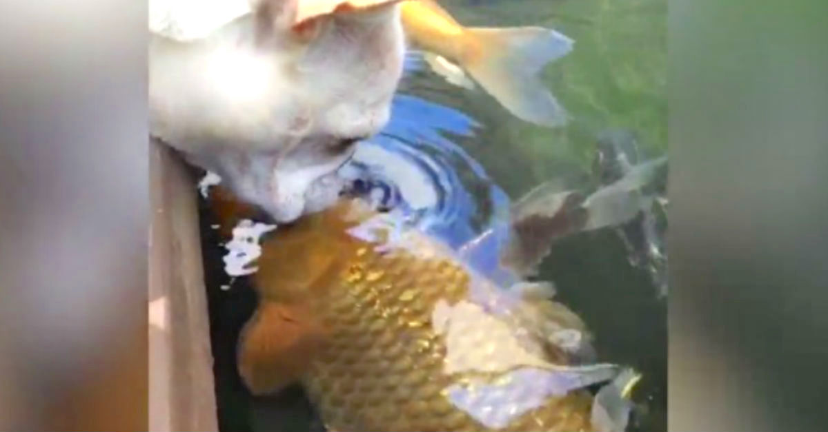 Dog Spots A Fish In The Pond. Watch The Pooch's Face When She Leans ...