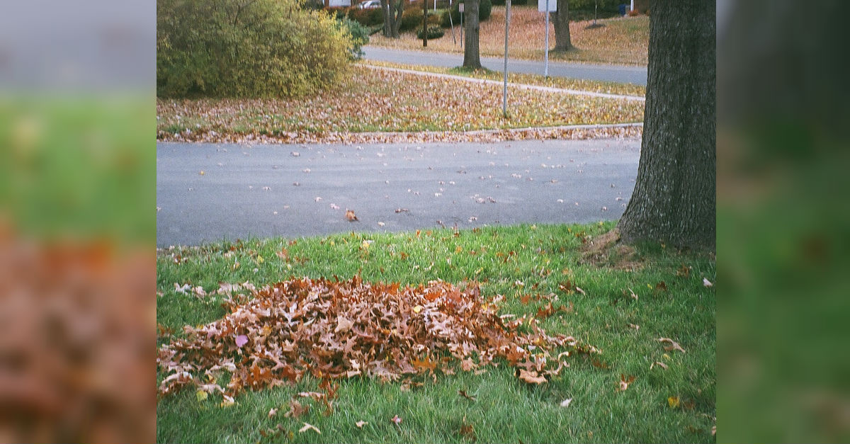 Experts Warn That Your Leaf Piles Might Contain Many Unseen Dangers ...