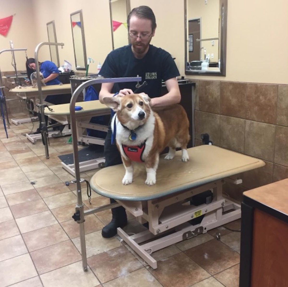 Meet Noah The Chubby Corgi | LittleThings.com