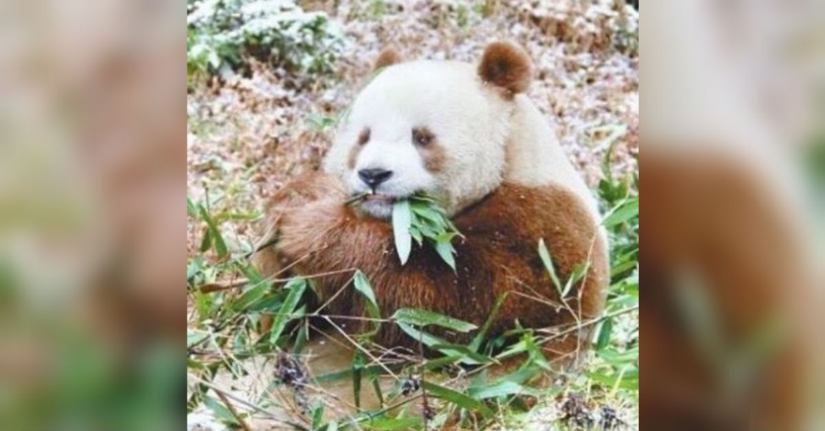Rescuers Save The Exceptionally Rare Life Of Only Brown Panda In The ...