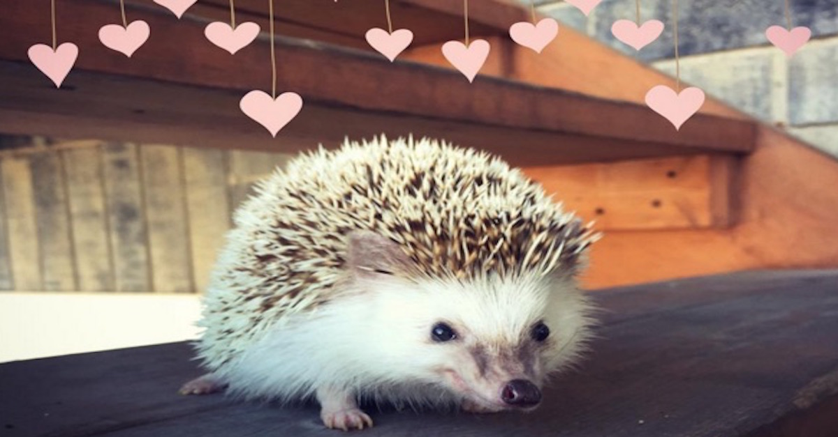 Huff Looks Like A Normal Hedgehog. But When He Opens His Mouth? CRAZY ...