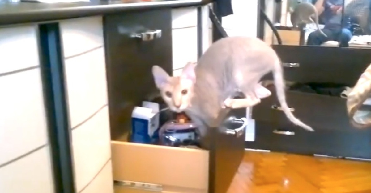 She Starts Filming The Cat. What She Caught On Camera? I'm In Stitches ...