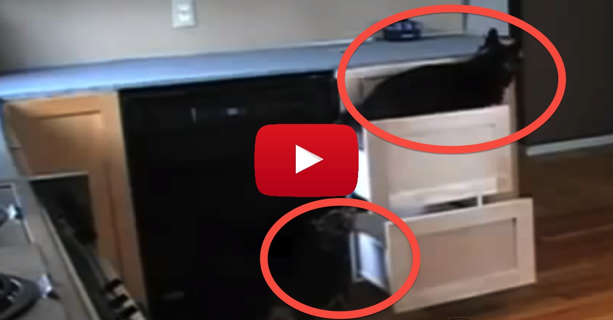 Food Kept Disappearing From My Kitchen, So I Set Up A Hidden Camera ...