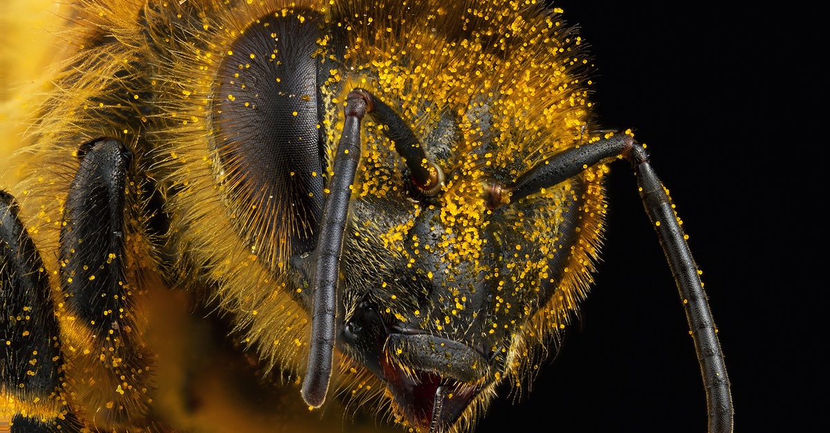 Super Close-Up Photos Of Insects Will Change The Way You Feel About ...