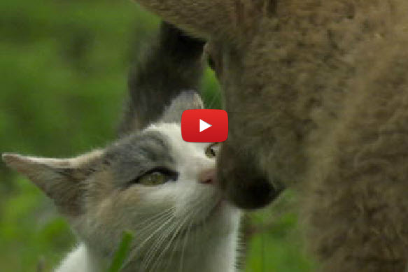 What Happens When Animals Roam Outside The Farm? You Need To See This ...