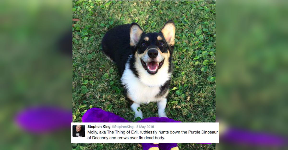 Stephen King’s Next Horror Film May Star ‘Evil’ Corgi Featured On His ...